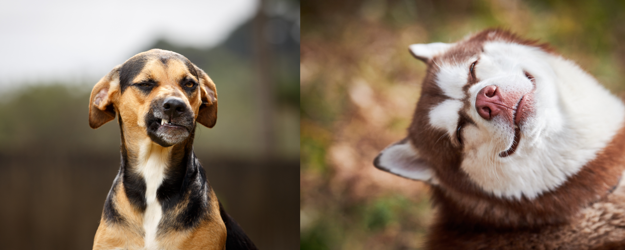 Patzo App | Dogsharing per App