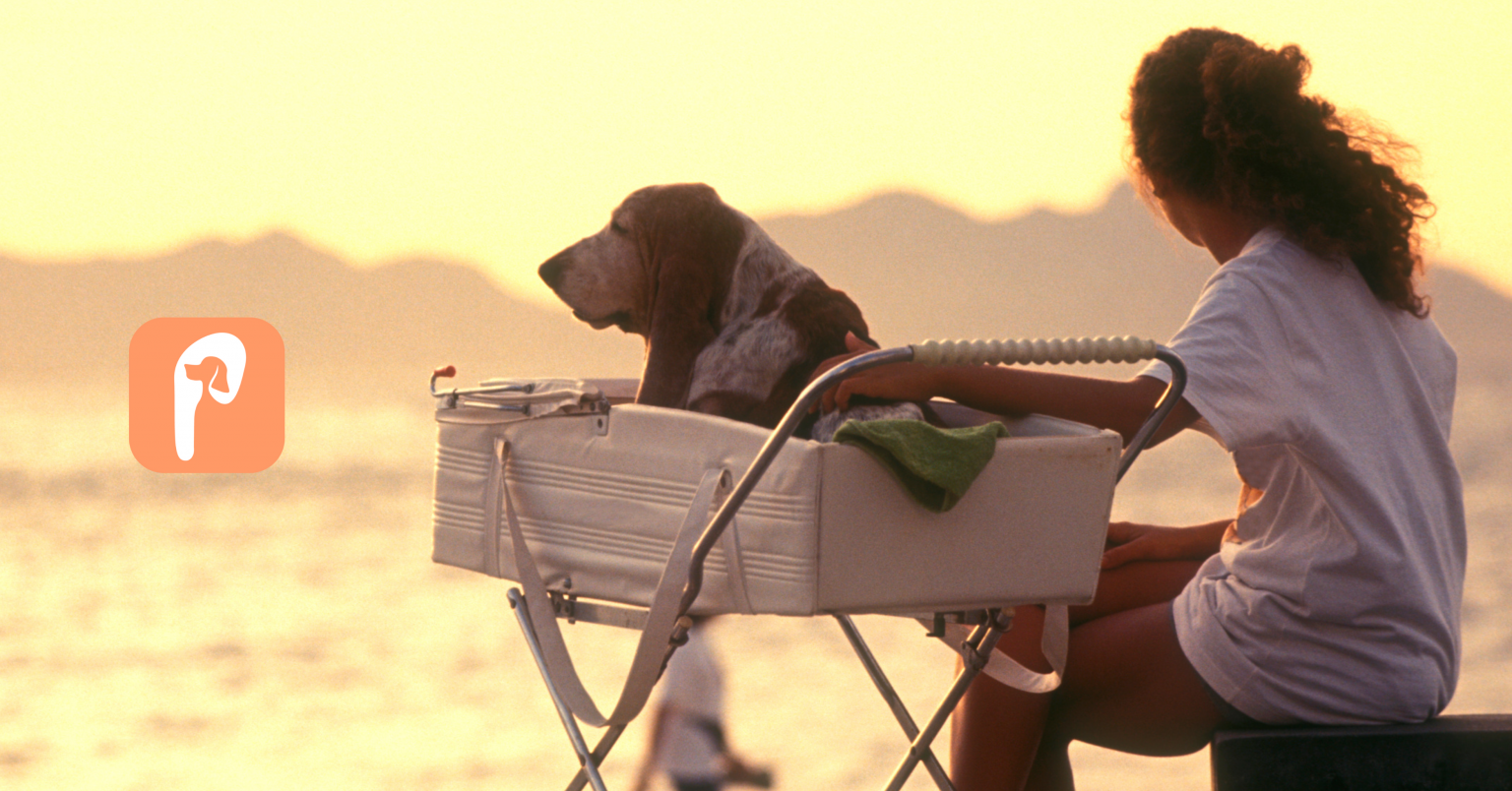 Patzo App | Dogsharing per App